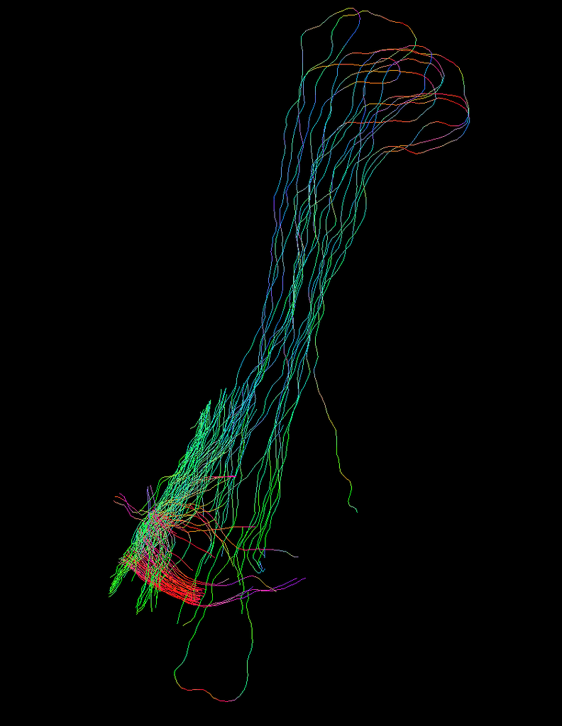 loop tracts generated within hippocampus - MRtrix3 Community